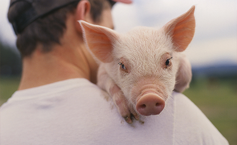 PURAC® Pet Food | Corbion